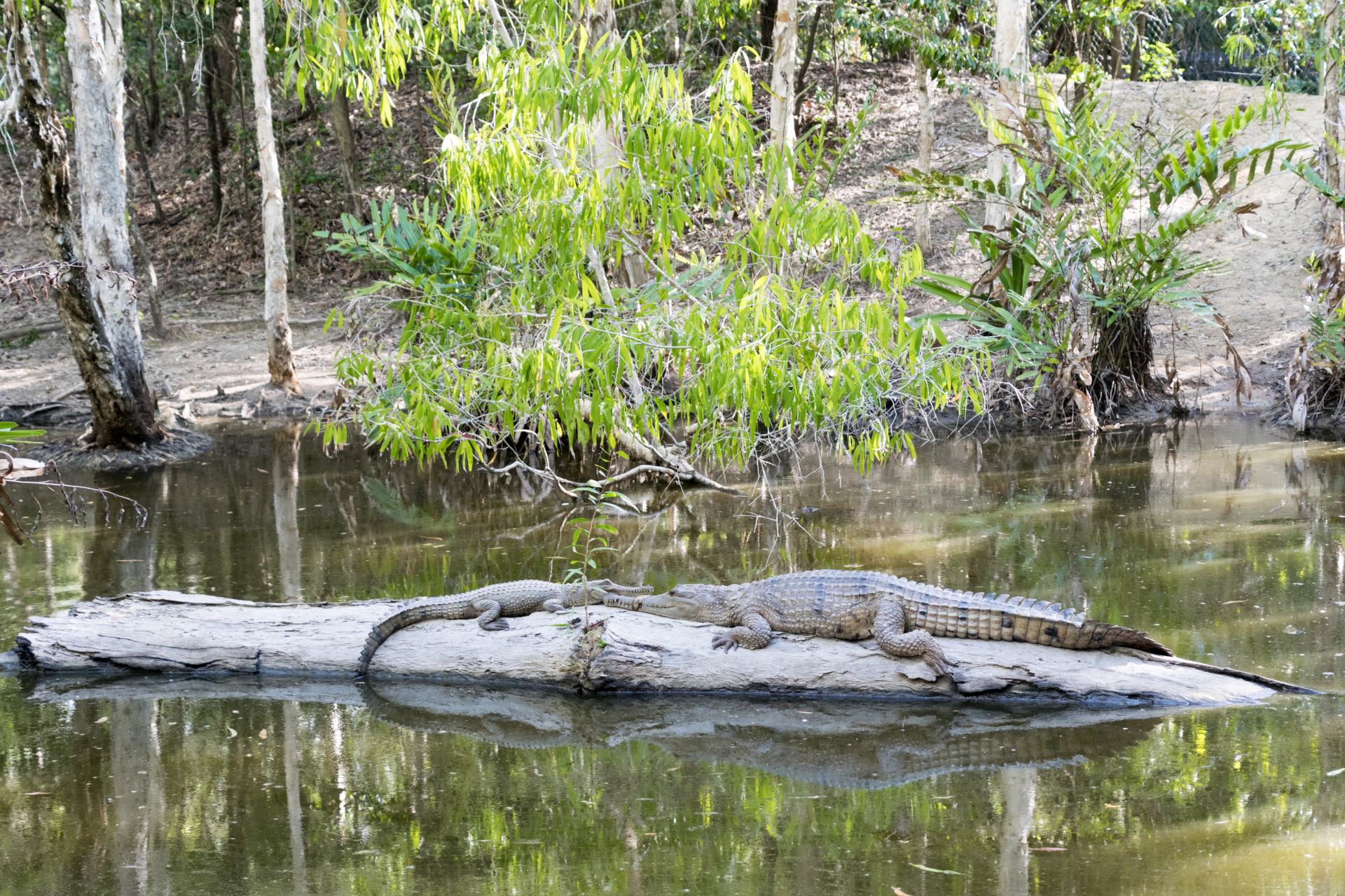 Saltwater Crocodile Climb Trees