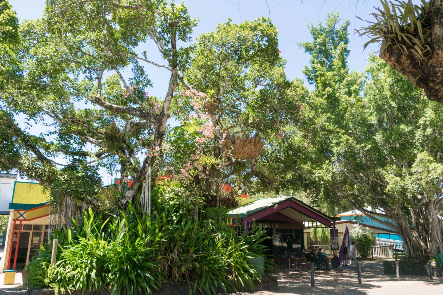 Kuranda: The Village In The Rainforest | Explore Shaw