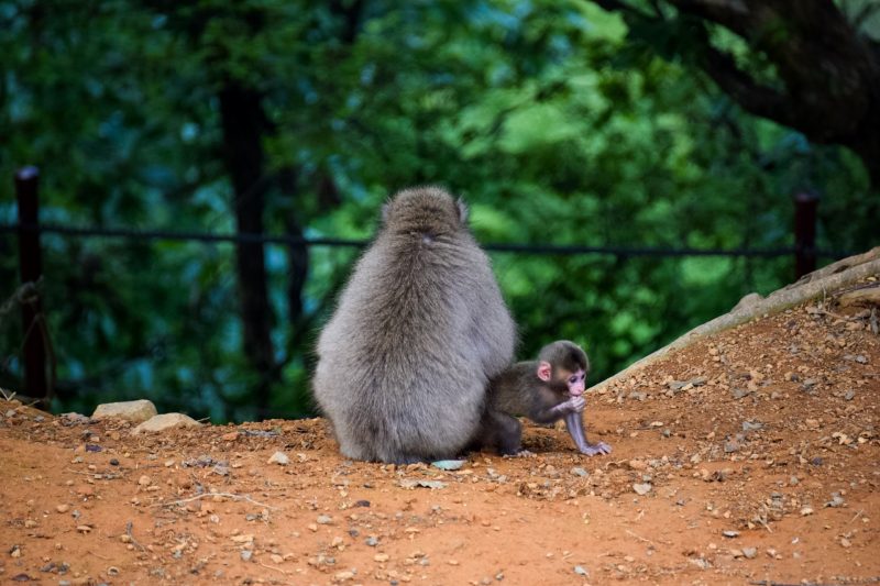 A Guide To Understanding Japanese Temples - Explore Shaw