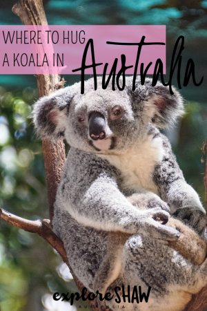 Where To Hug A Koala In Australia - Explore Shaw
