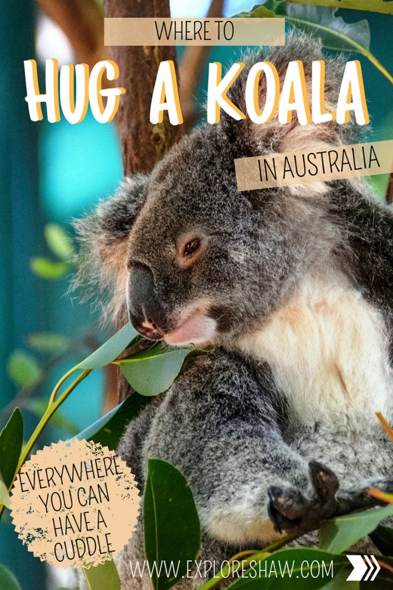 Where To Hug A Koala In Australia - Explore Shaw