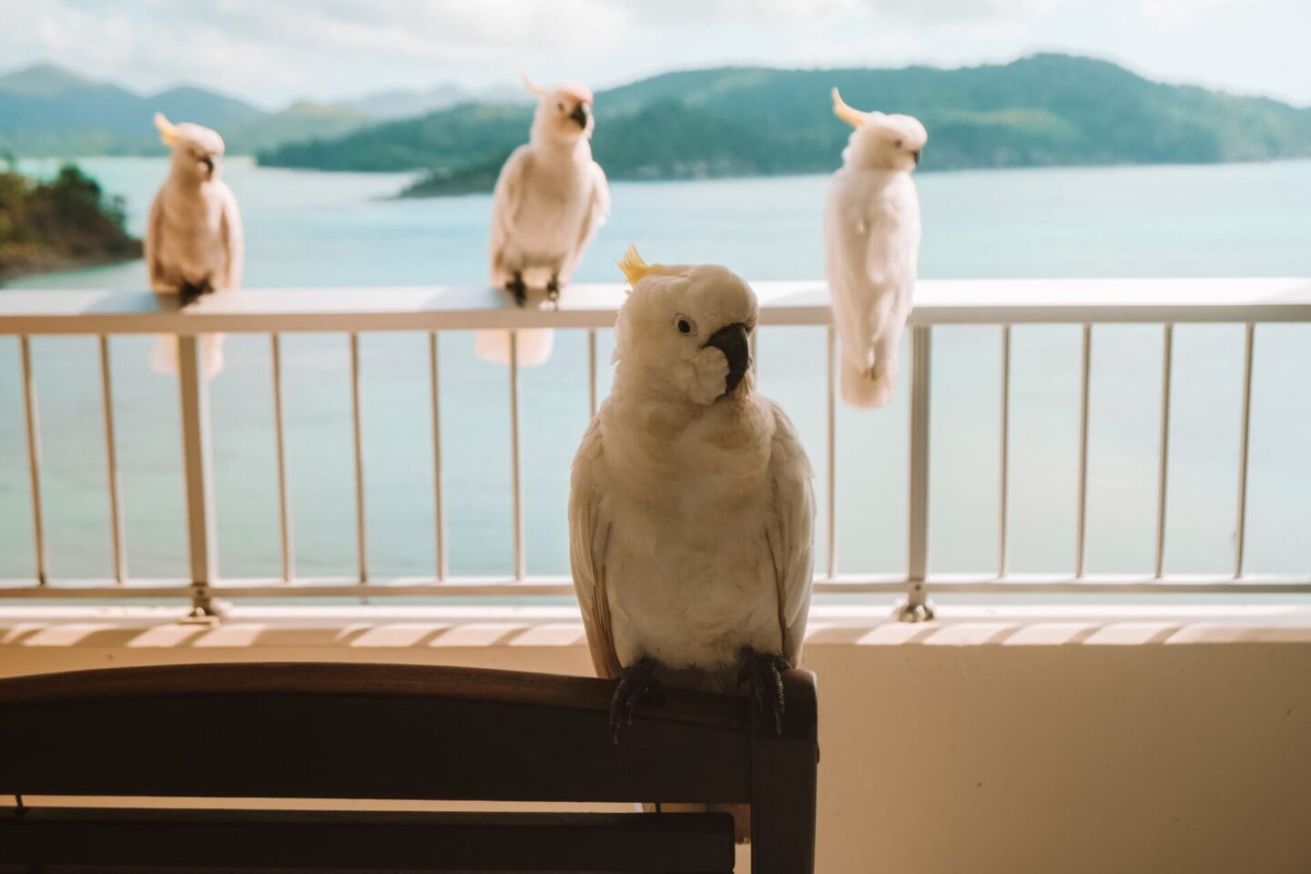 Best Things To Do On Hamilton Island - Explore Shaw