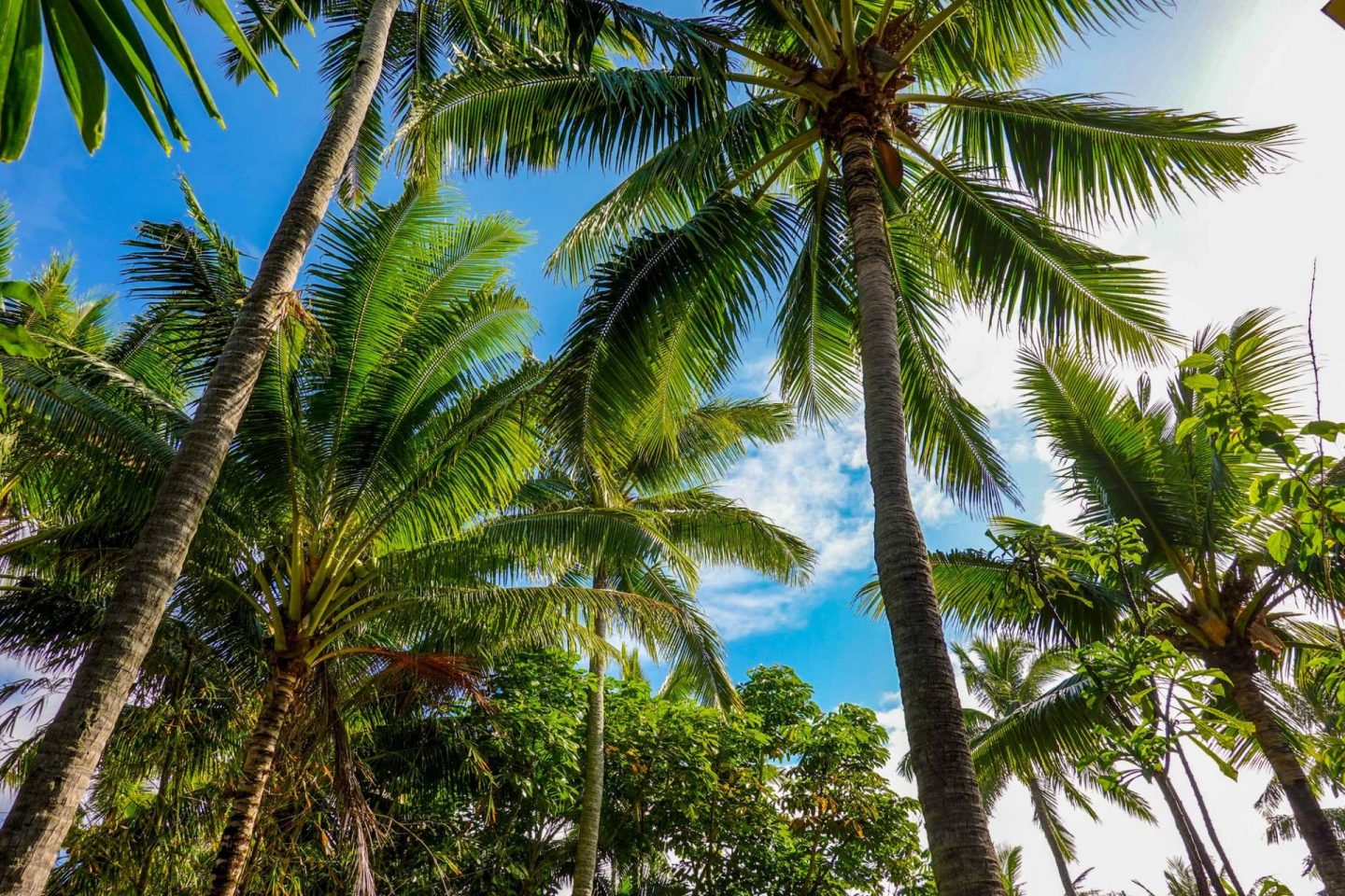 10 Facts You Didn't Know About The Cook Islands - Explore Shaw