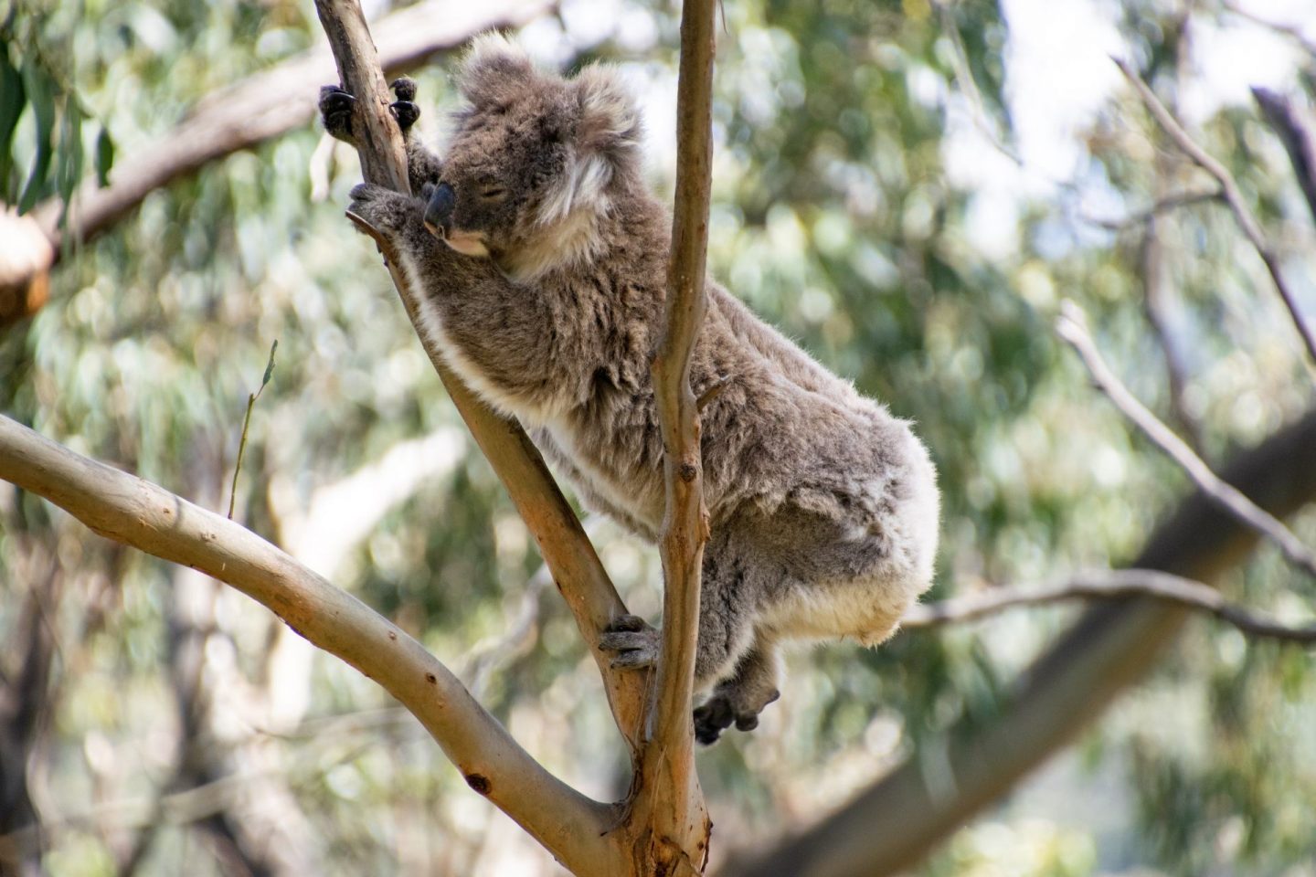 Kennett River Koala Walk - The Best Place To See Koalas | Explore Shaw