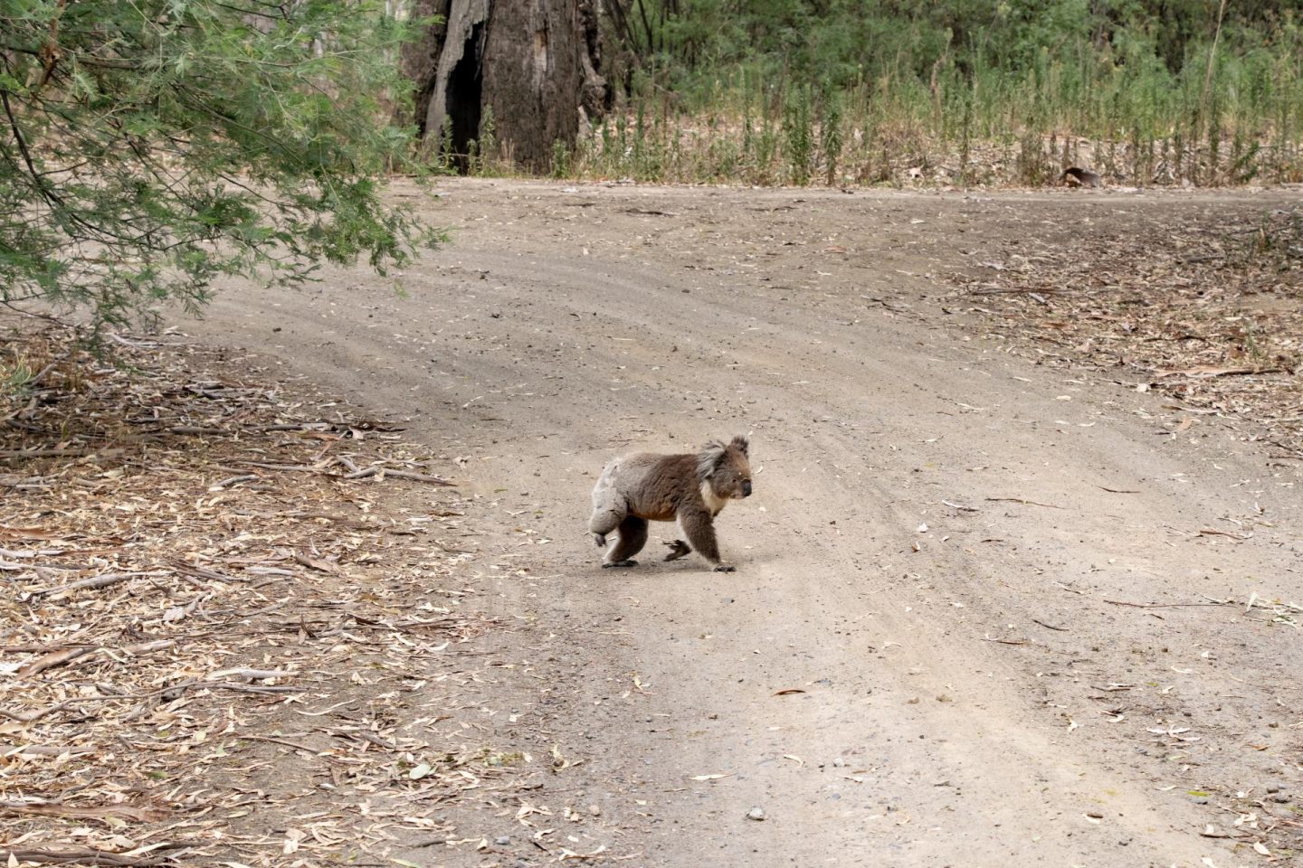 A Complete Guide To The Murray River - Explore Shaw