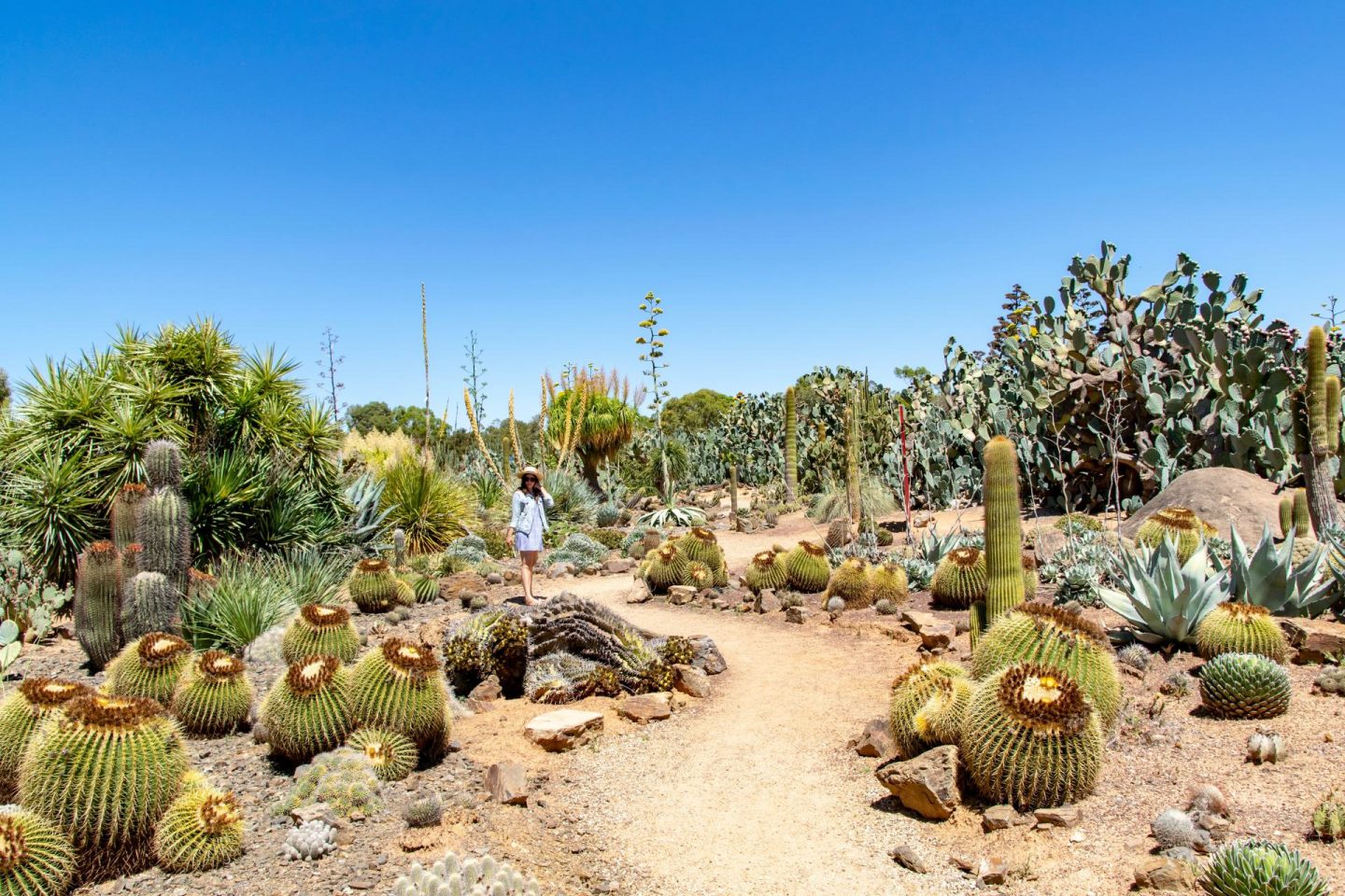 Exploring Cactus Country in Northern Victoria - Explore Shaw