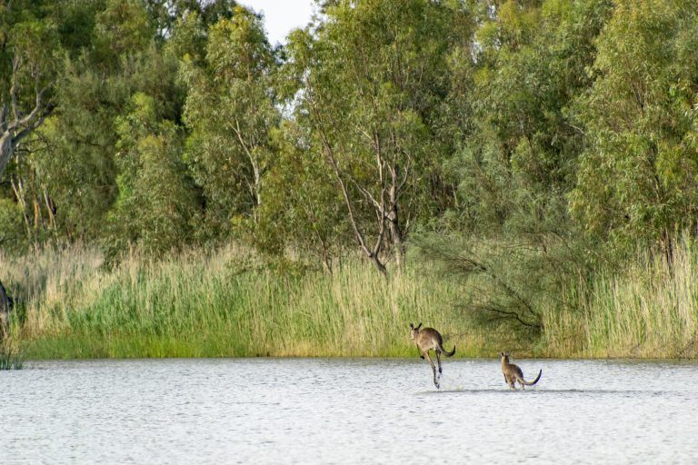 What To Do In Renmark Along The Murray River Way - Explore Shaw