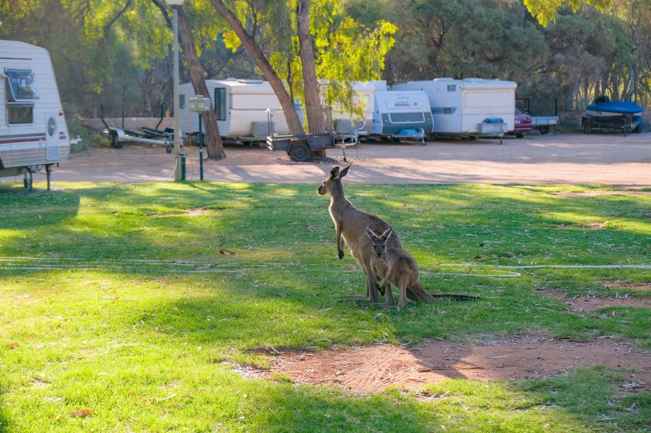 What To Do In Renmark Along The Murray River Way - Explore Shaw