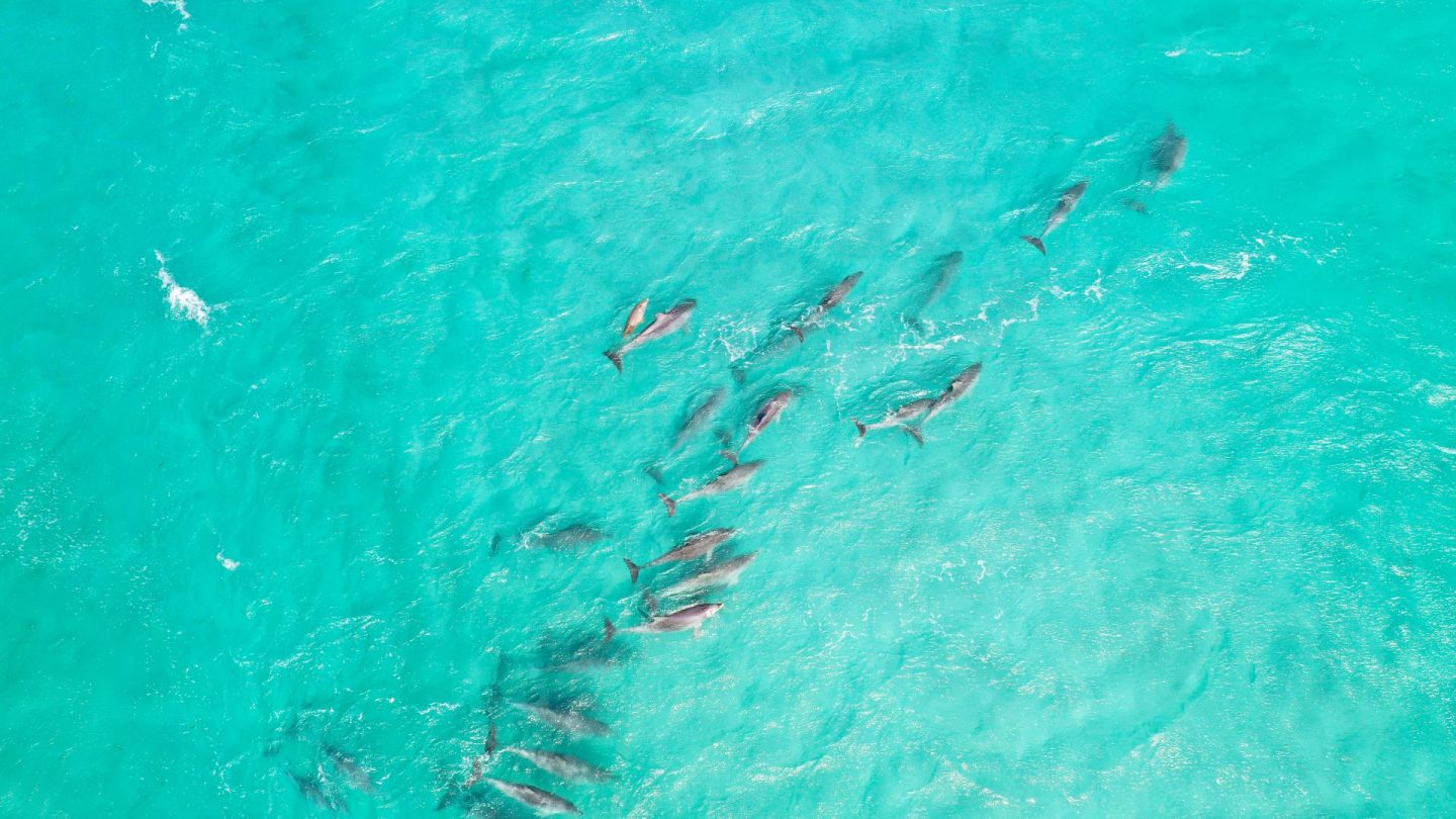 Drone Class: Perfecting The Art of Aerial Photography For Beginners