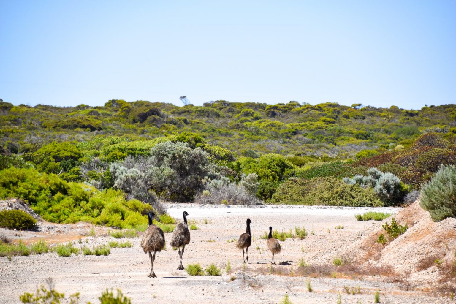 Your Complete Innes National Park Camping Guide - Explore Shaw