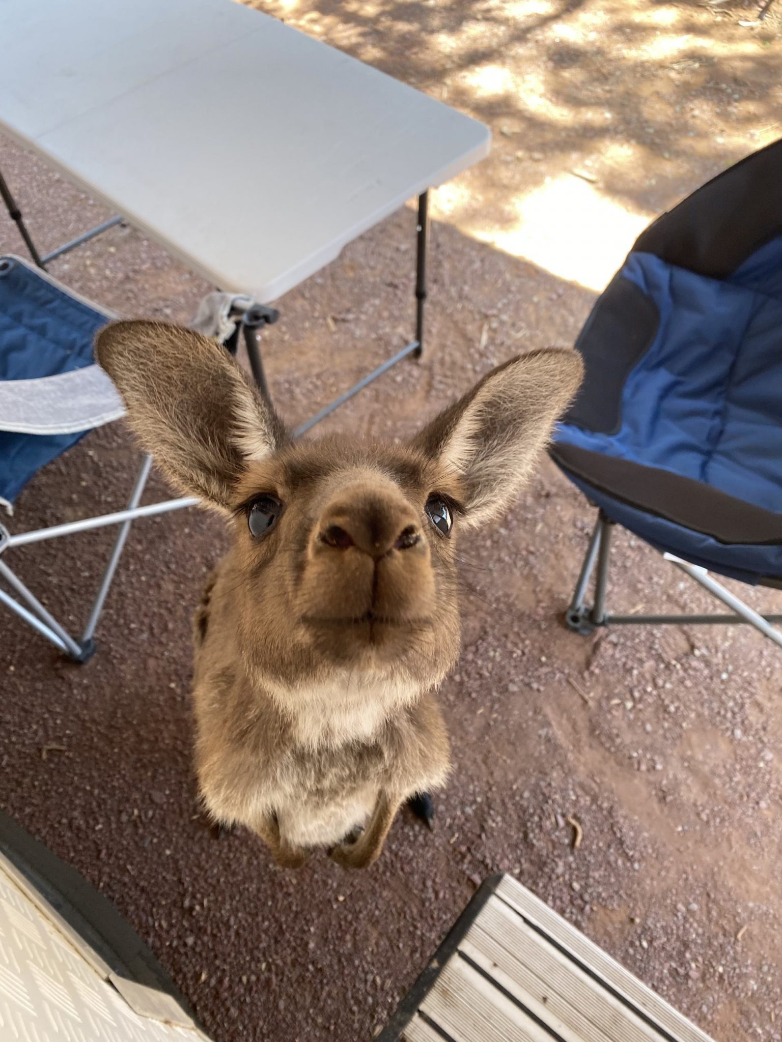 The Best Flinders Ranges Camping at Wilpena Pound - Explore Shaw