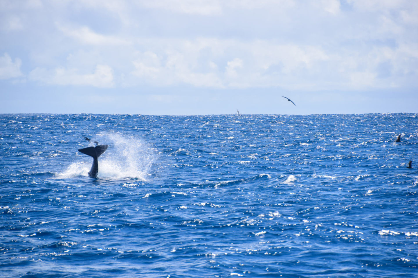 Where To See Orca Whales In Australia - Explore Shaw