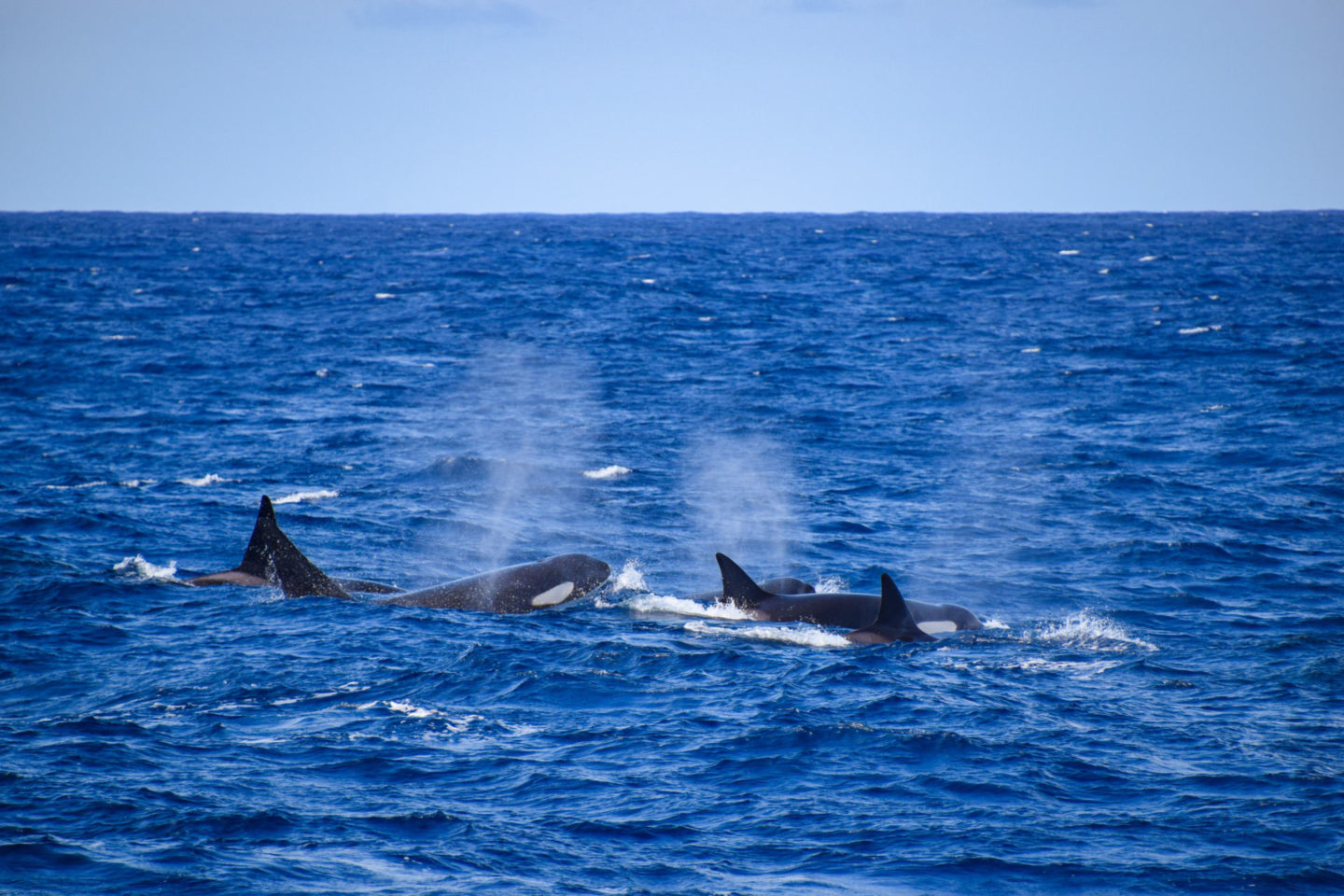 Where To See Orca Whales In Australia - Explore Shaw