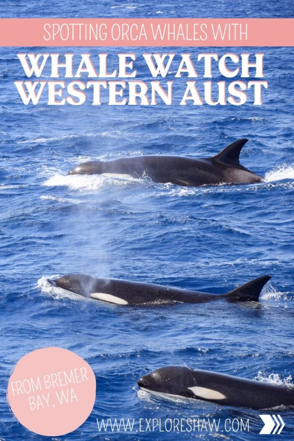 Where To See Orca Whales In Australia - Explore Shaw