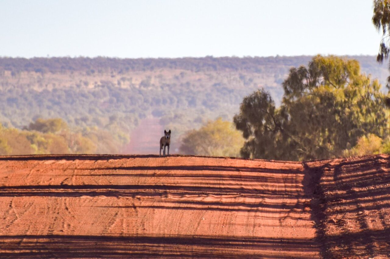 The Ultimate Red Centre Way Road Trip Guide - Explore Shaw