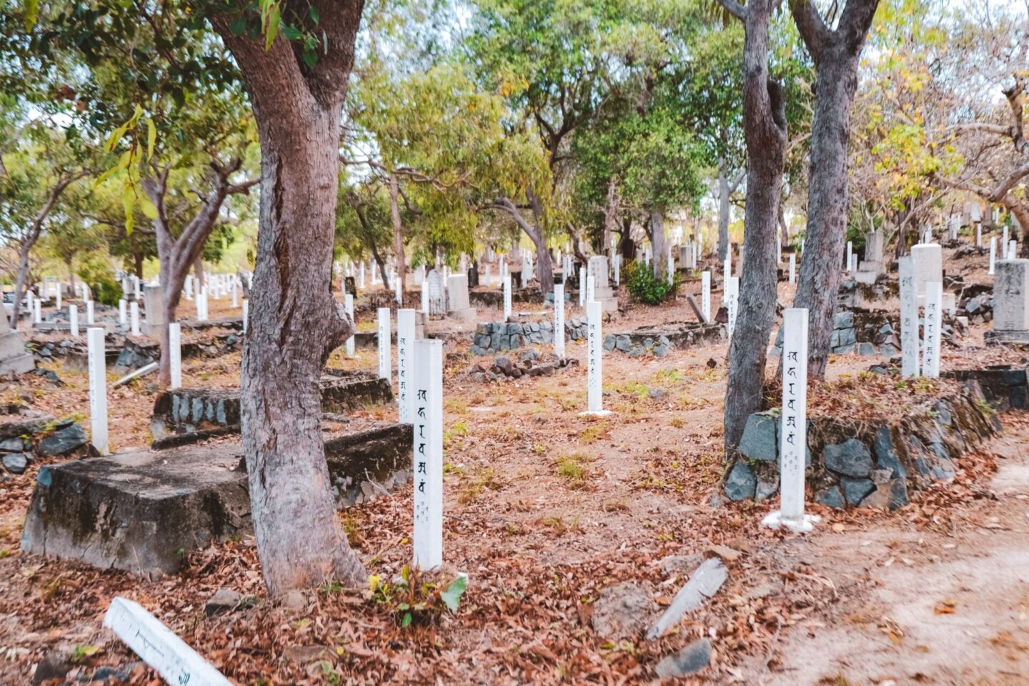 Visiting The Torres Strait Islands with Peddells - Explore Shaw